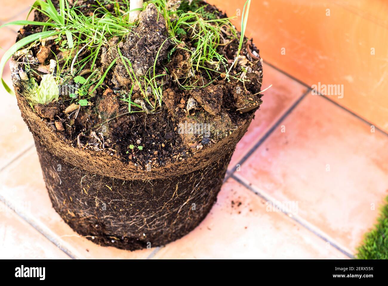 Cross section of another plant hi-res stock photography and images - Alamy