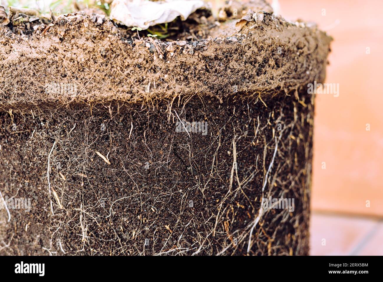 Detail of the thin roots of a young plant Stock Photo - Alamy