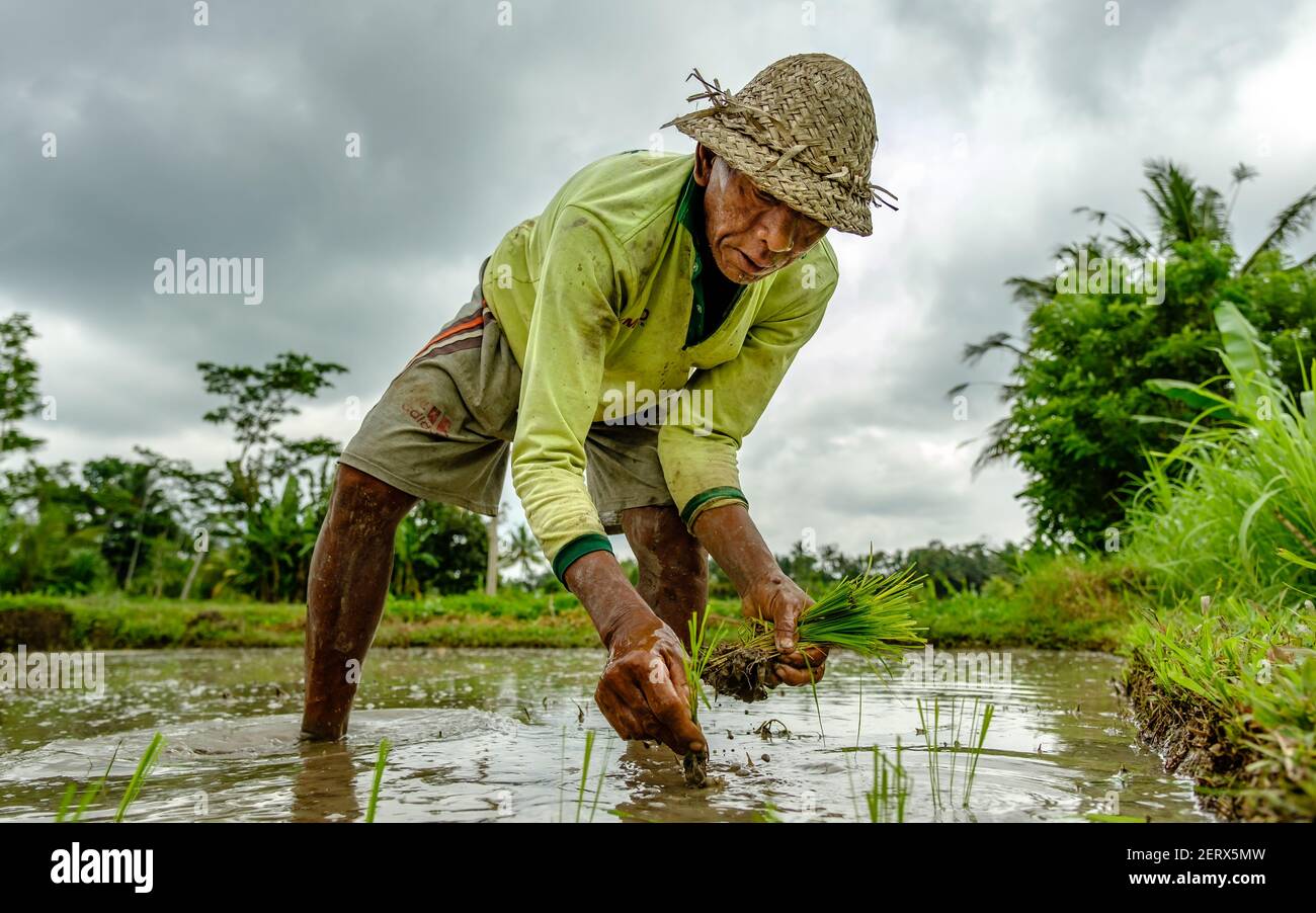 Man in rice fields planting hi-res stock photography and images - Alamy