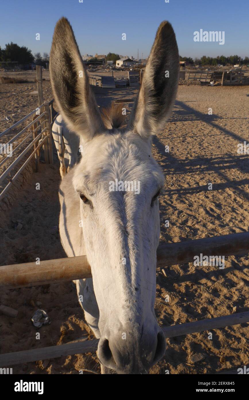Head of a white Bahraini donkey close up, Maqaba, Kingdom of Bahrain ...