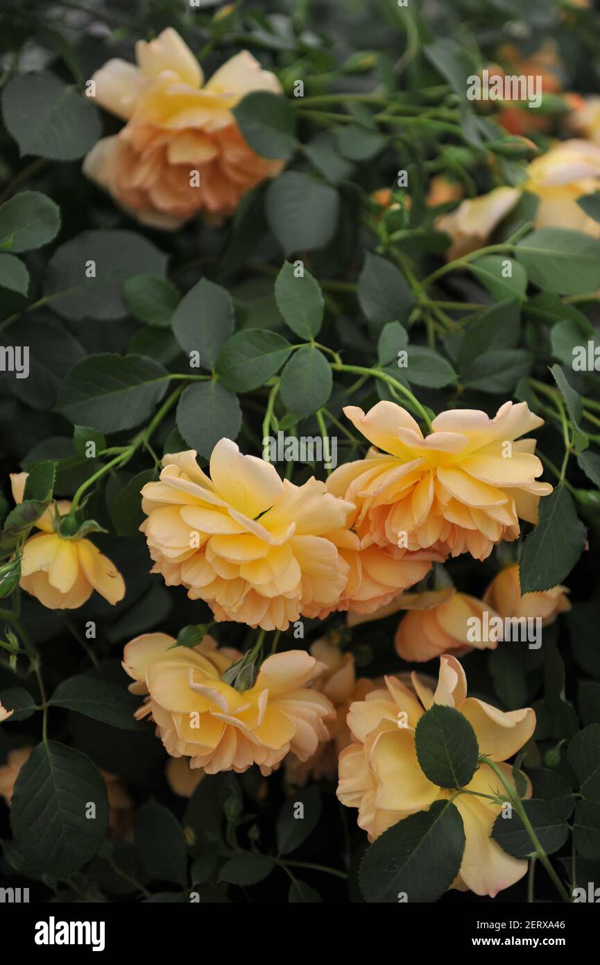 Orange shrub English rose (Rosa) Dame Judi Dench blooms on an ...