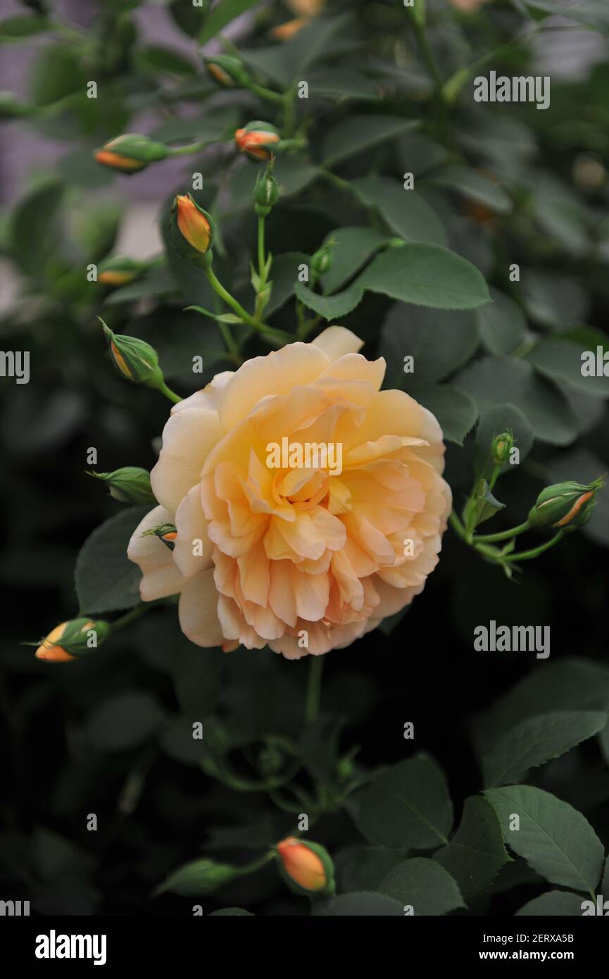 Rose dame judi dench hi-res stock photography and images - Alamy