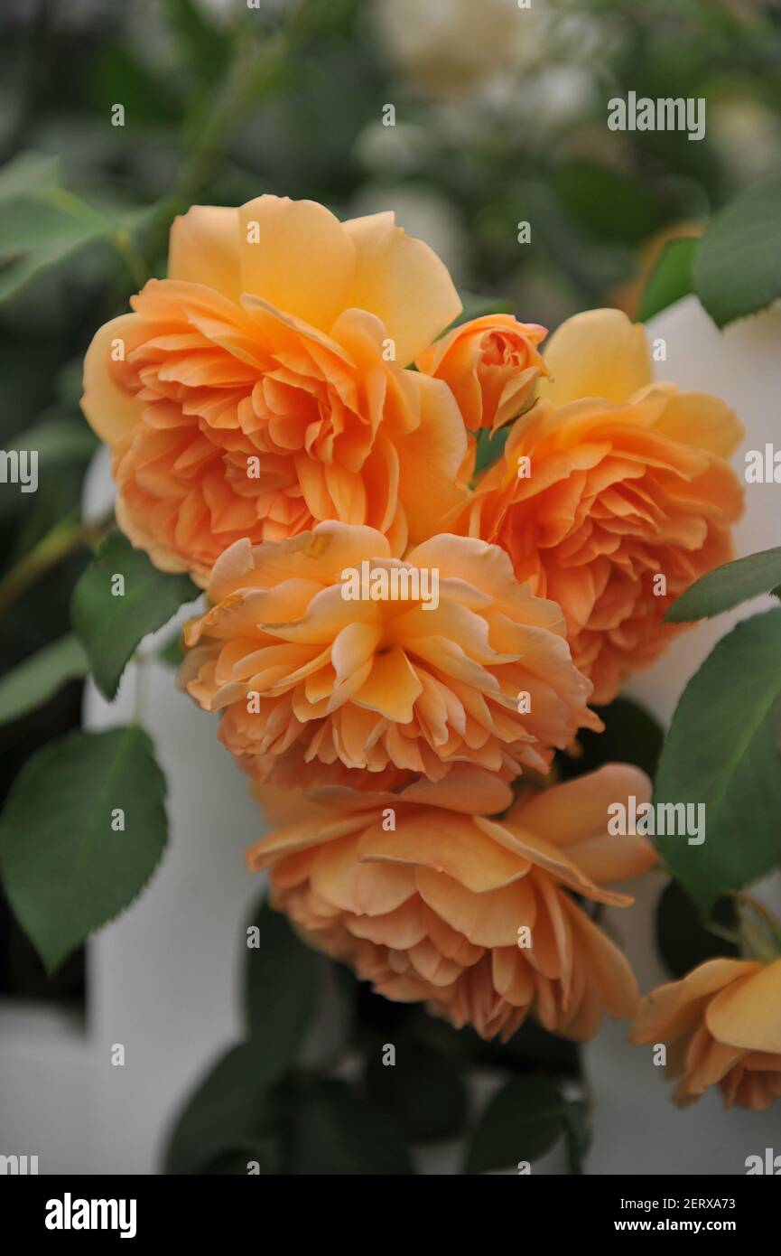 Orange shrub English rose (Rosa) Dame Judi Dench blooms on an ...