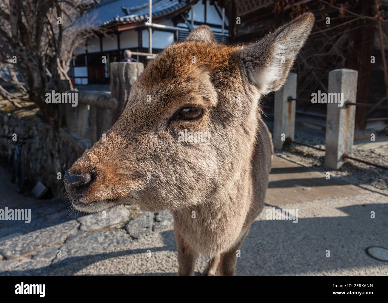 A Japanese sika deer (Cervus Nippon) relaxing in the sunshine in Nara ...