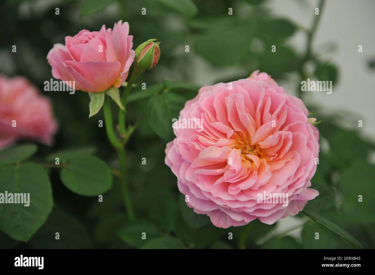 Apricot-pink shrub English rose (Rosa) Eustacia Vye blooms on an ...
