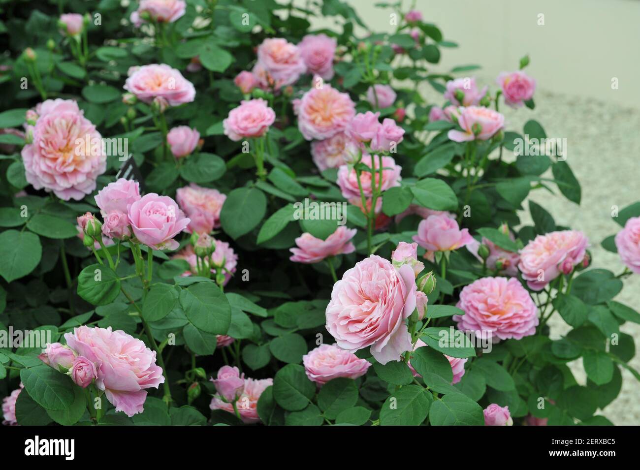 Apricot-pink shrub English rose (Rosa) Eustacia Vye blooms on an ...