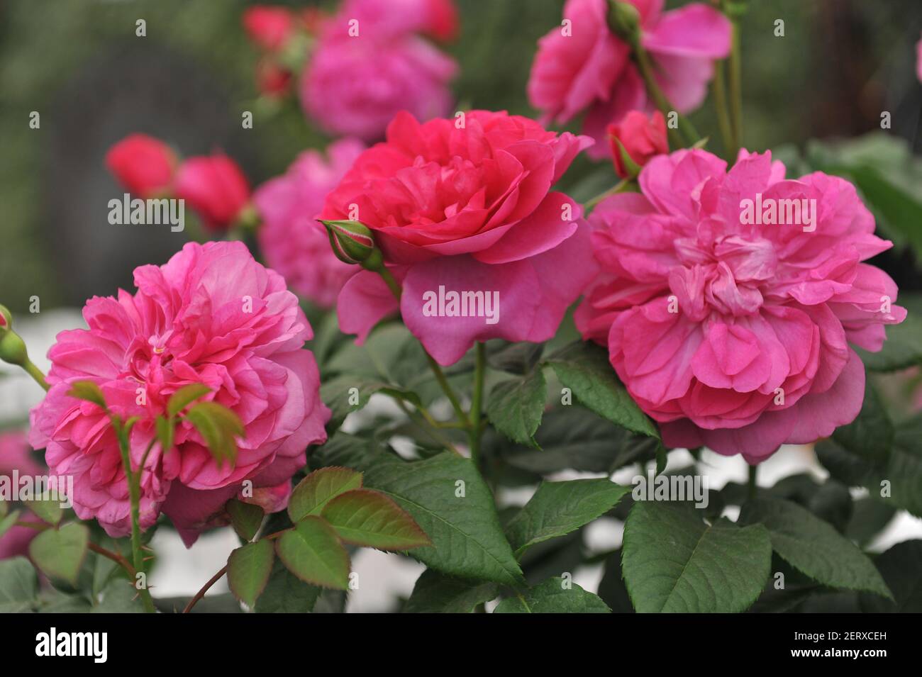 Deep pink shrub English rose (Rosa) James L. Austin blooms on an ...