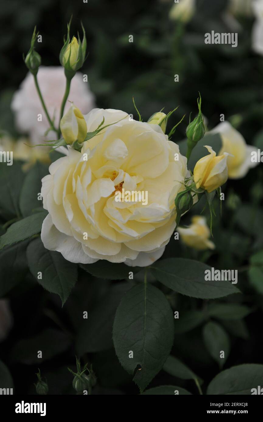 Light yellow shrub English rose (Rosa) Vanessa Bell blooms on an ...