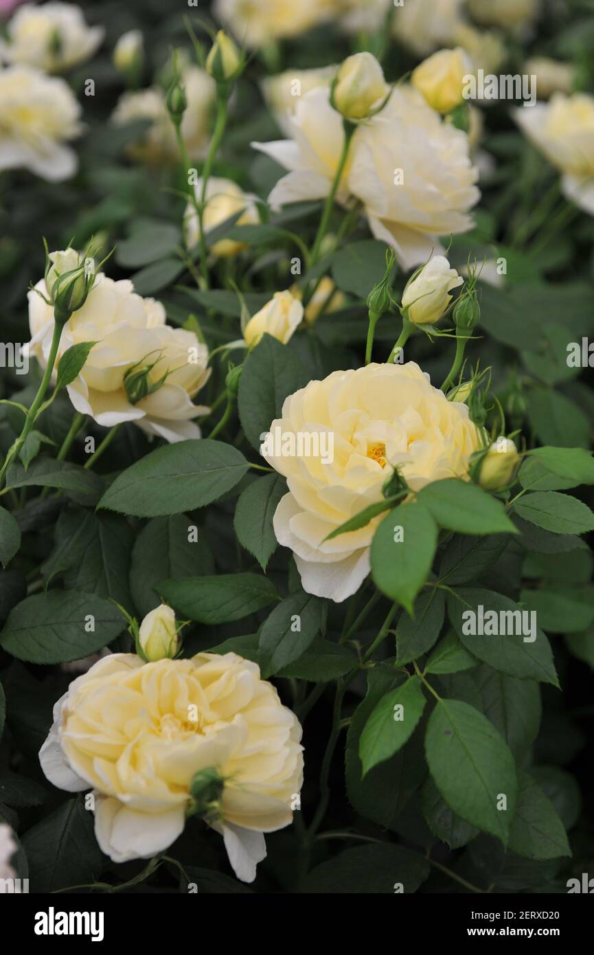 Light yellow shrub English rose (Rosa) Vanessa Bell blooms on an ...