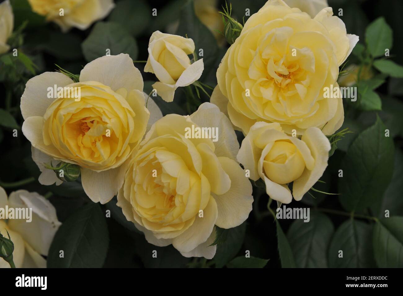 Light yellow shrub English rose (Rosa) Vanessa Bell blooms on an ...