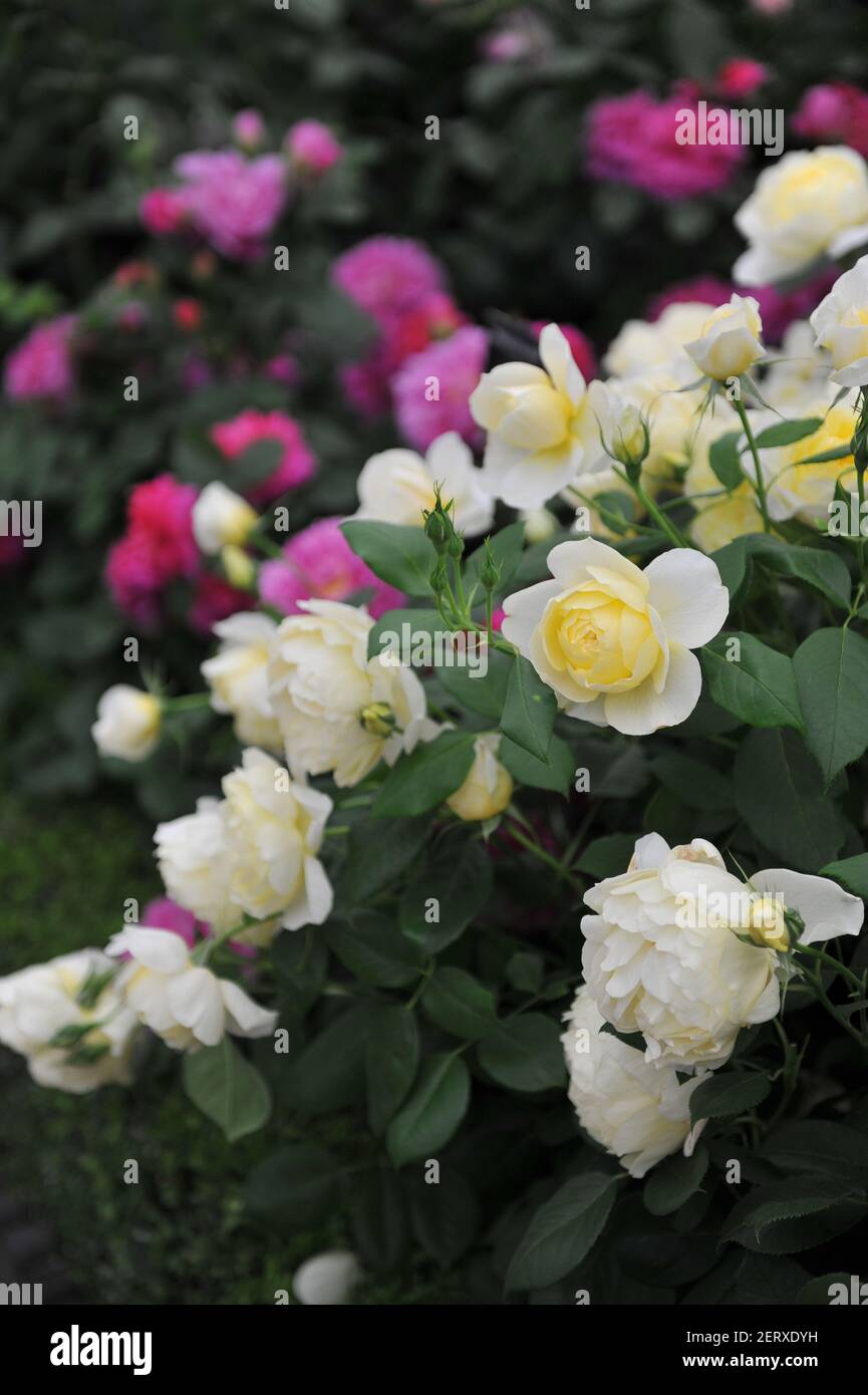 Light yellow shrub English rose (Rosa) Vanessa Bell blooms on an ...