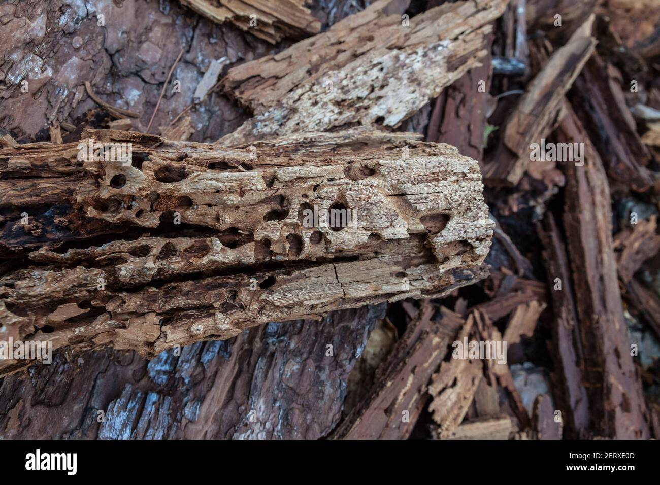 Crumbling pieces of rotten cedar wood in a forest in Nara, Japan Stock ...