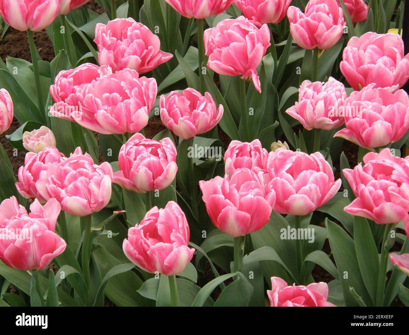 Pink peony-flowered Double Early tulips (Tulipa) Foxtrot bloom in a ...