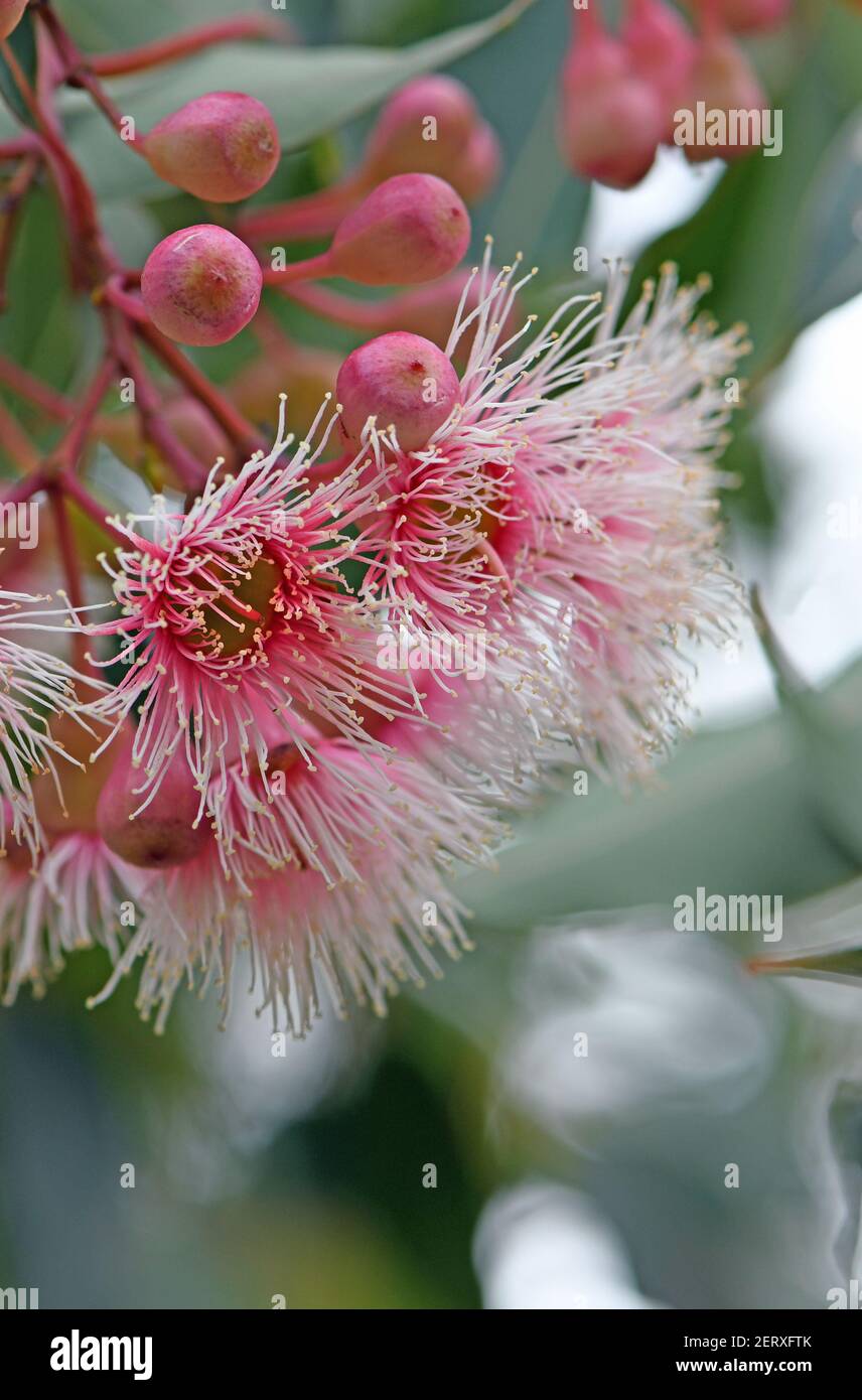Pink and white blossoms of the Australian native gum tree Corymbia ...