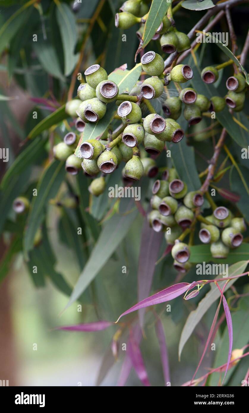 Gum nuts of the Australian native Leichhardts Rusty Jacket, Corymbia ...