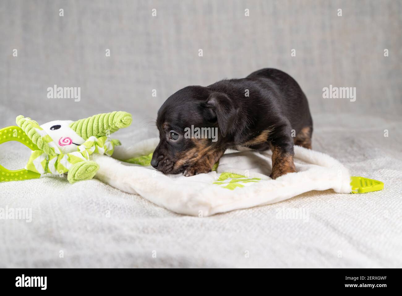 Brown and black, brindle Jack Russell Terrie puppy. Sniff around on a ...