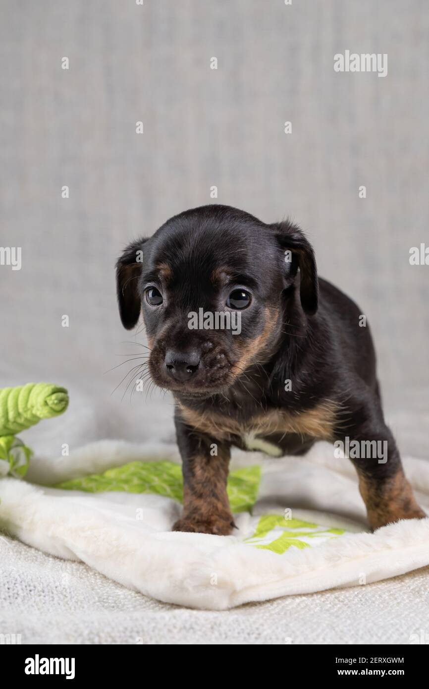Brown and black, brindle Jack Russell Terrie puppy. stands on a toy ...