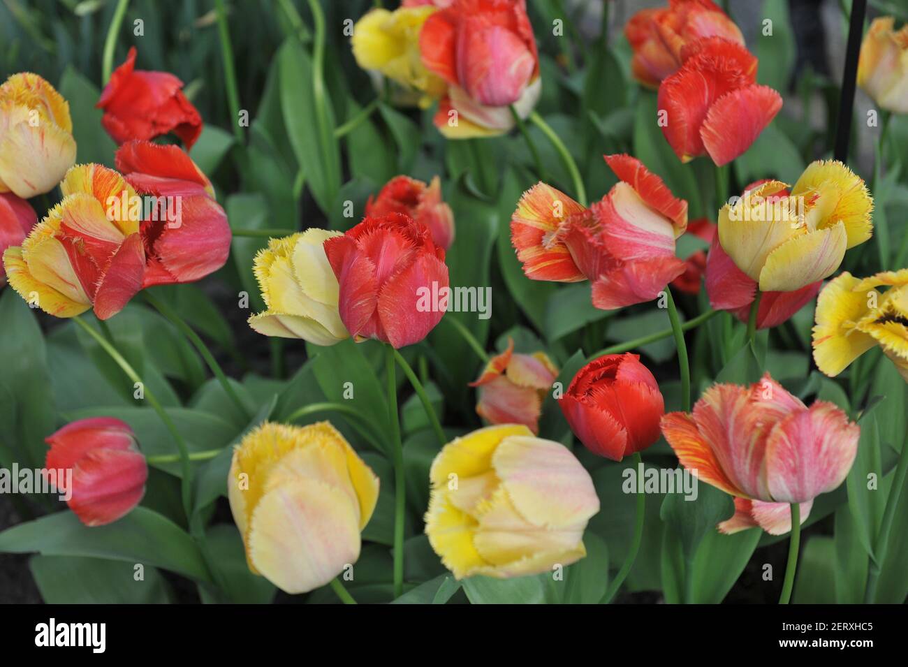 Red and yellow tulips (Tulipa) Fringed Rhapsody bloom in a garden in ...