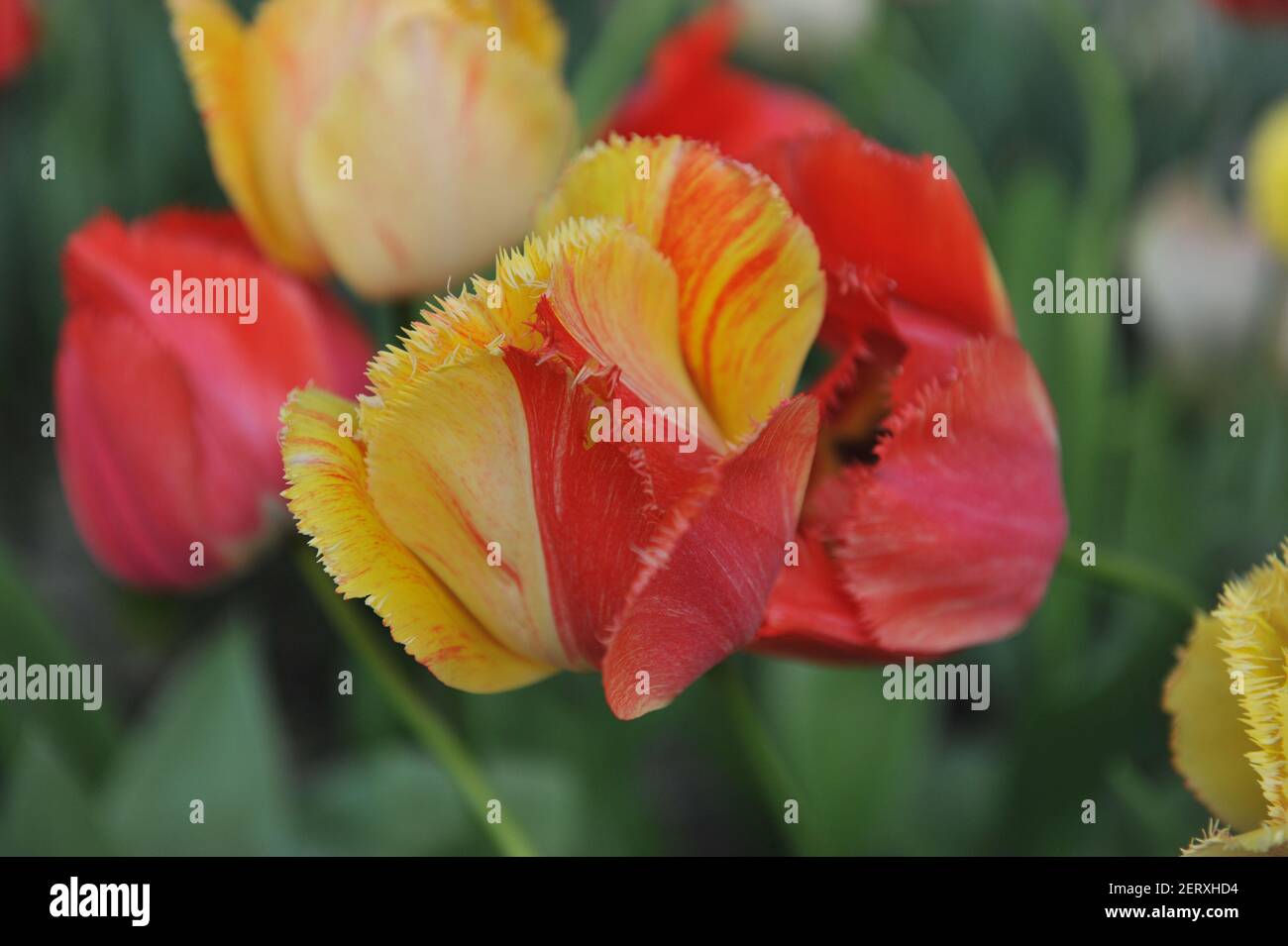 Red and yellow tulips (Tulipa) Fringed Rhapsody bloom in a garden in ...