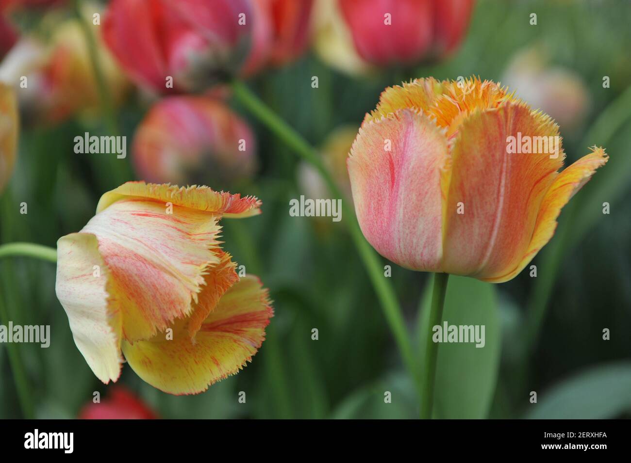 Red and yellow tulips (Tulipa) Fringed Rhapsody bloom in a garden in ...