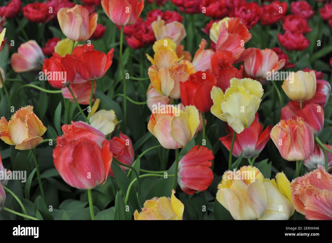 Red and yellow tulips (Tulipa) Fringed Rhapsody bloom in a garden in ...