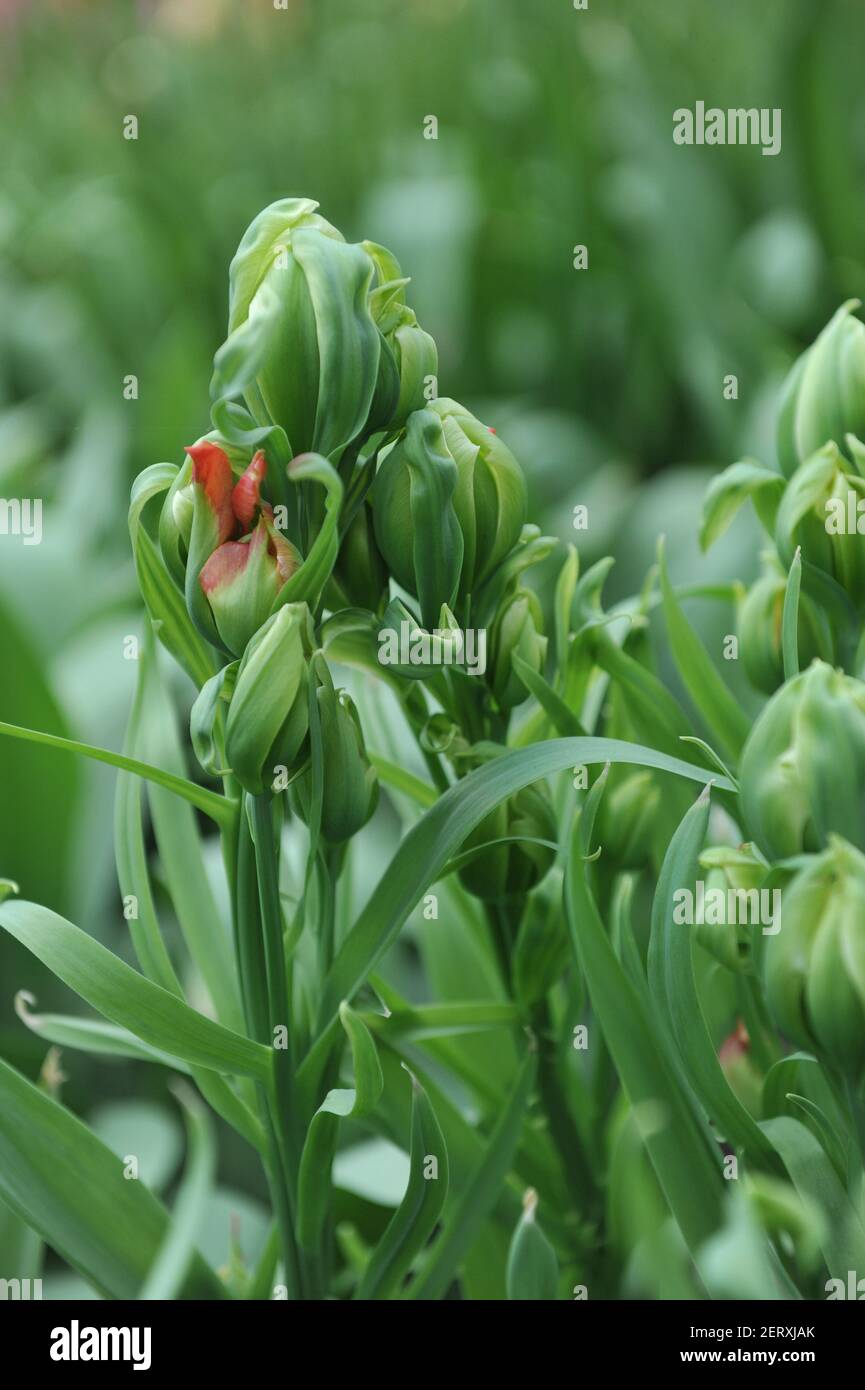 Orange-yellow multi-flowered Double Late tulips (Tulipa) Fruitcocktail ...