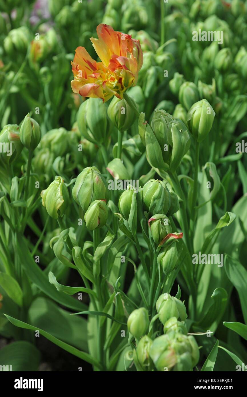 Orange-yellow multi-flowered Double Late tulips (Tulipa) Fruitcocktail ...