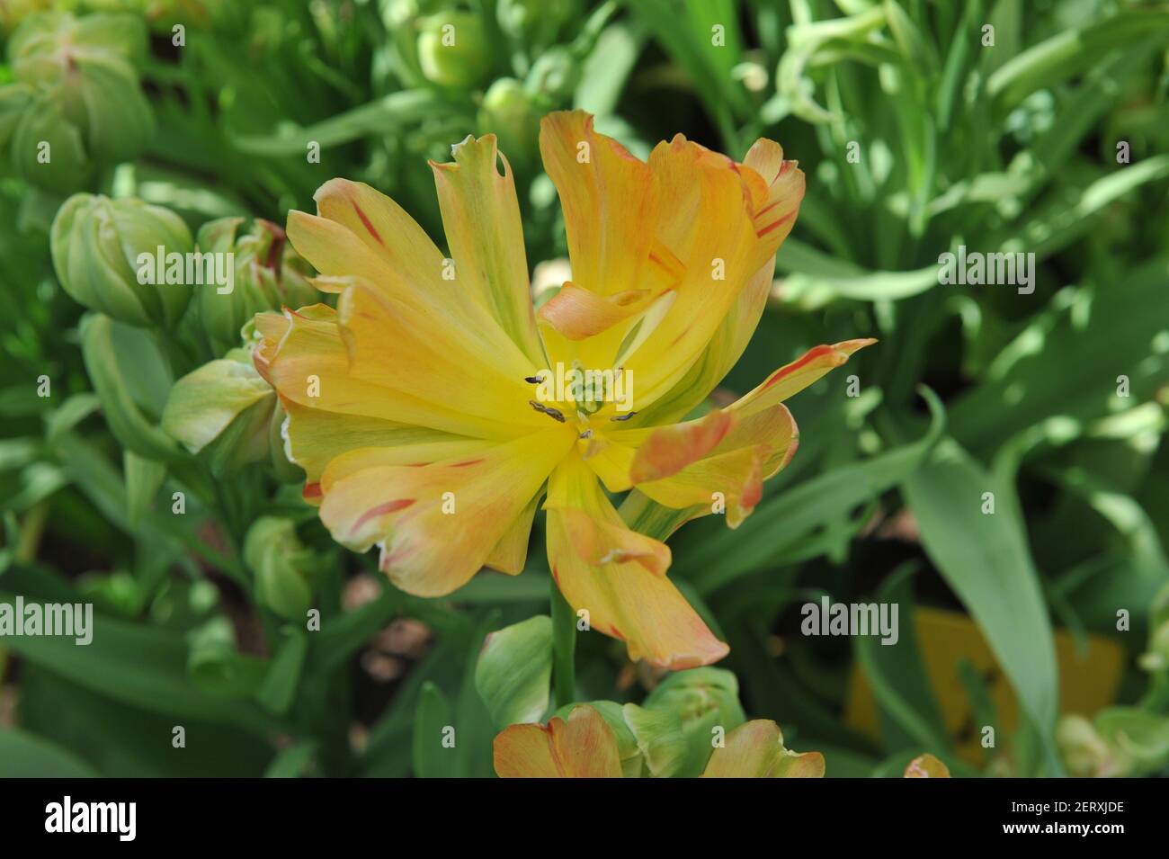 Orange-yellow multi-flowered Double Late tulips (Tulipa) Fruitcocktail ...