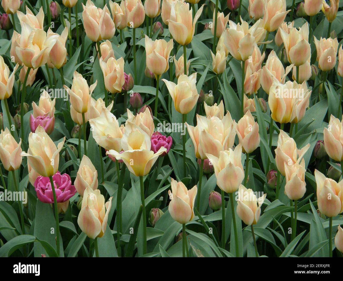 Soft pink and white Greigii tulips (Tulipa) Fuer Elise bloom in a ...
