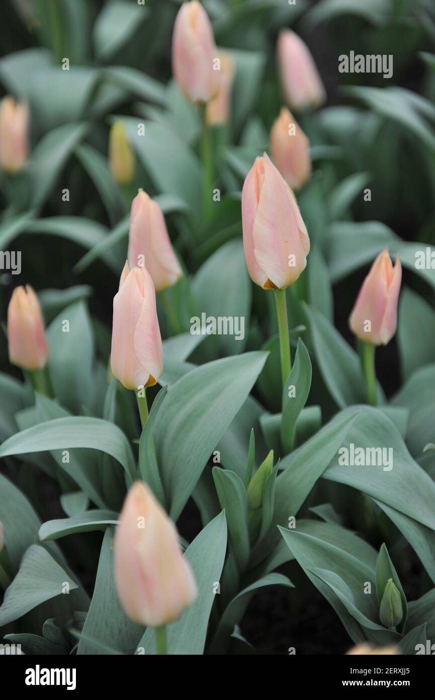 Soft pink and white Greigii tulips (Tulipa) Fuer Elise bloom in a ...