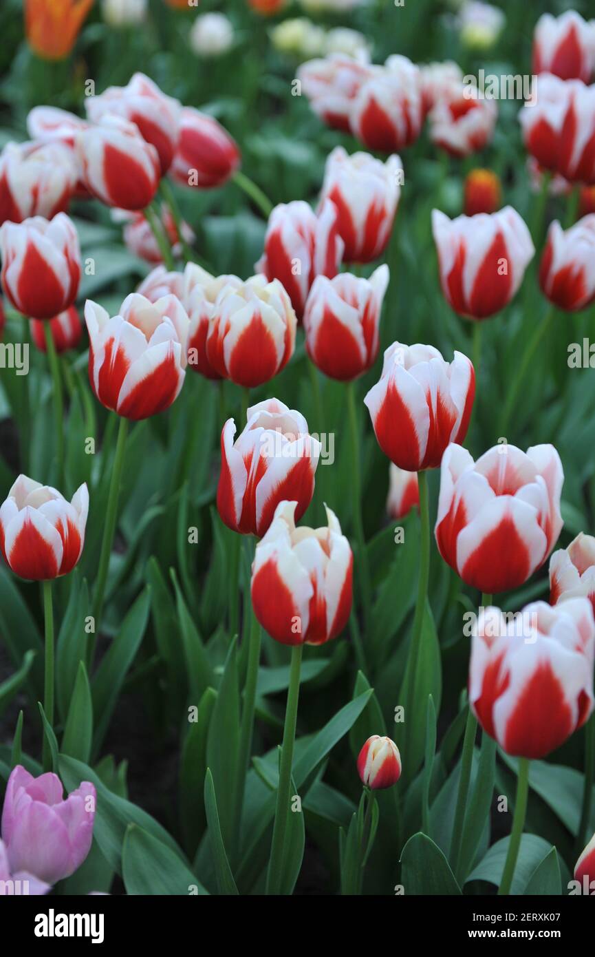 Red and white Triumph tulips (Tulipa) Full House bloom in a garden in April Stock Photo - Alamy