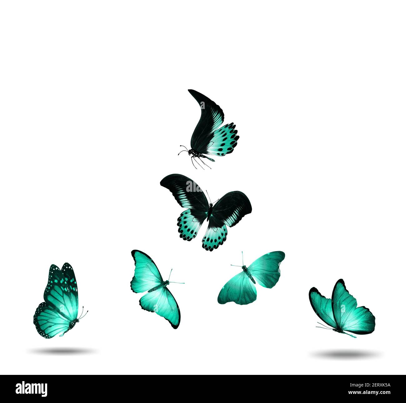 set of blue flying butterflies isolated on a white background Stock ...