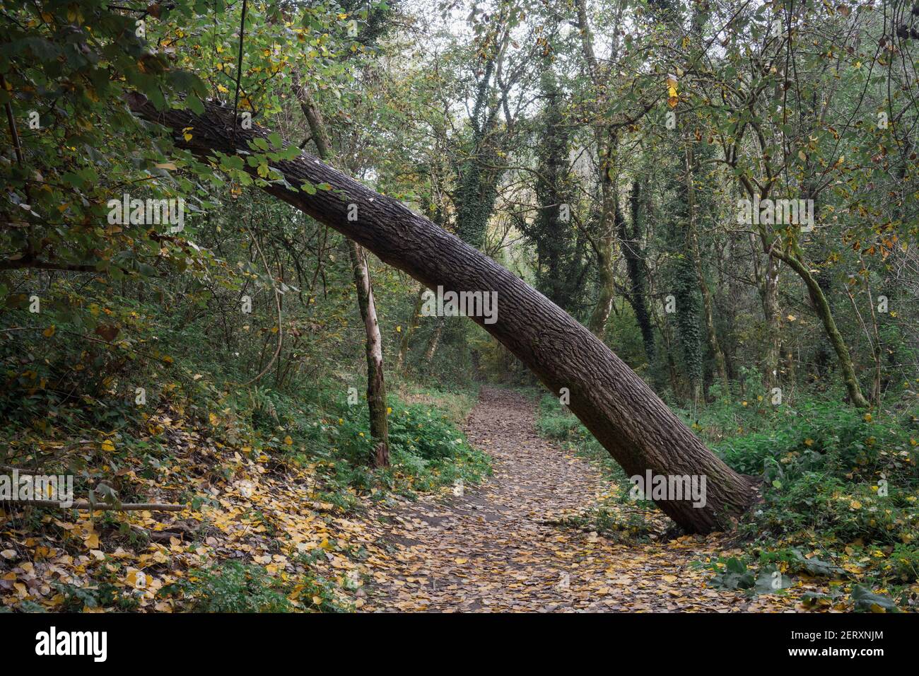 A log fallen in half, blocking the passage into the forest Stock Photo ...