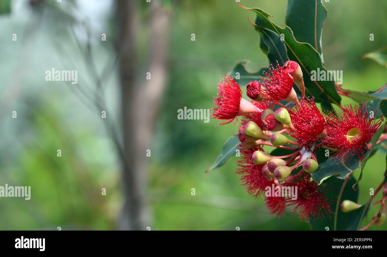 Australian nature background with copy space. Red blossoms of the ...