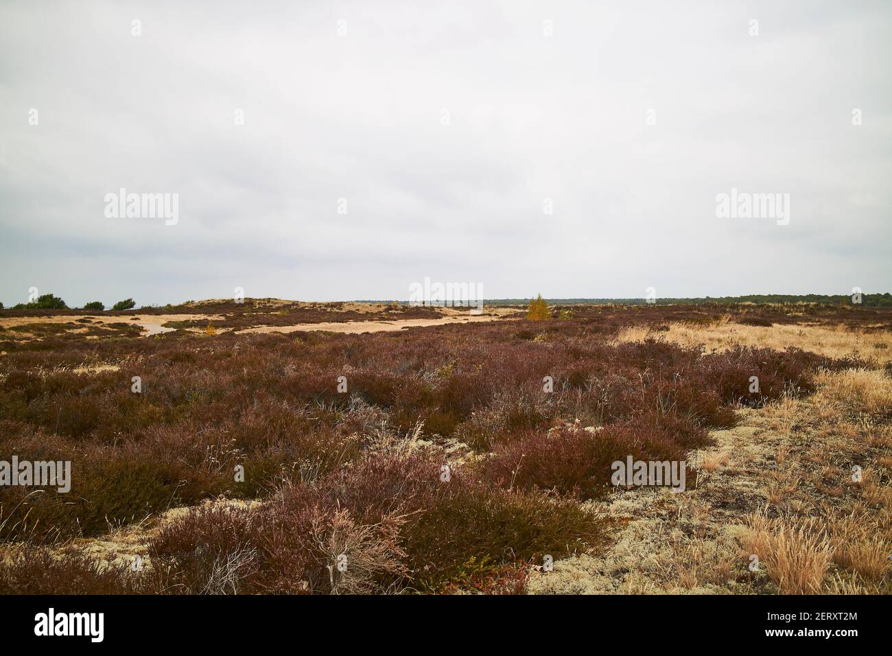 Landscape of a field with red bushes and a white sky Stock Photo - Alamy