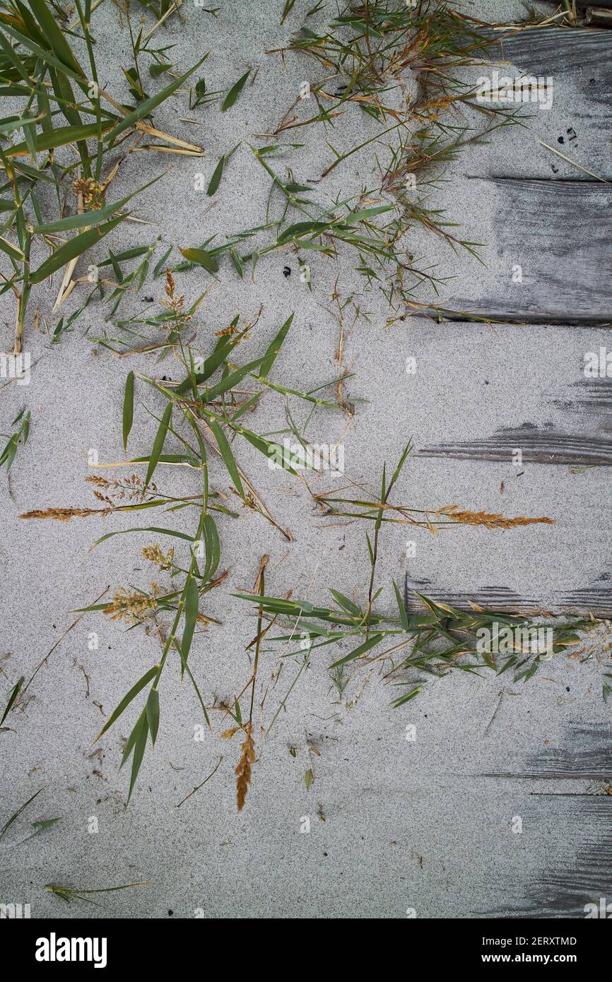 Grass peeking hi-res stock photography and images - Alamy