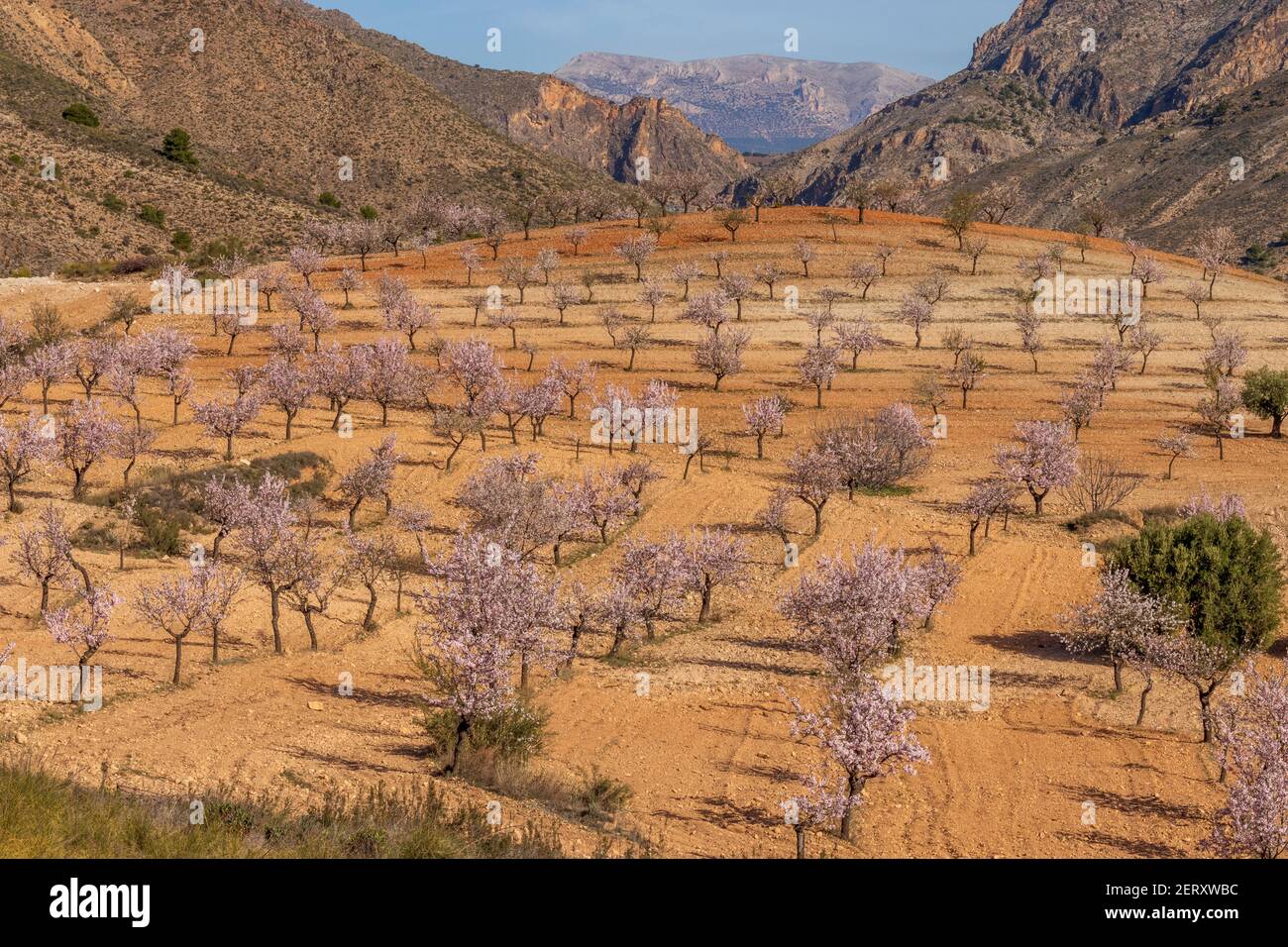 P dulcis hi-res stock photography and images - Alamy