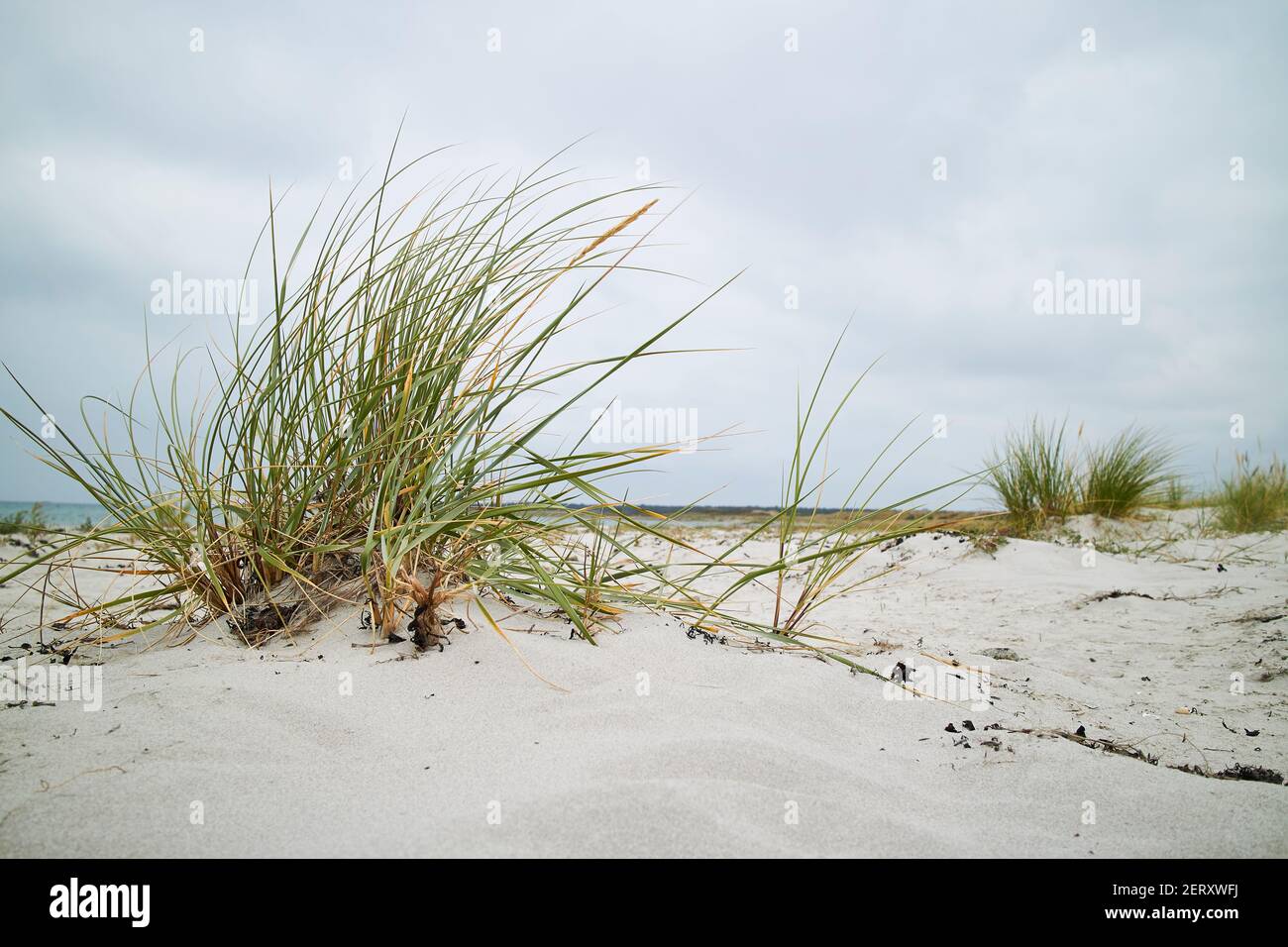 Green grass in the sand on the beach Stock Photo - Alamy