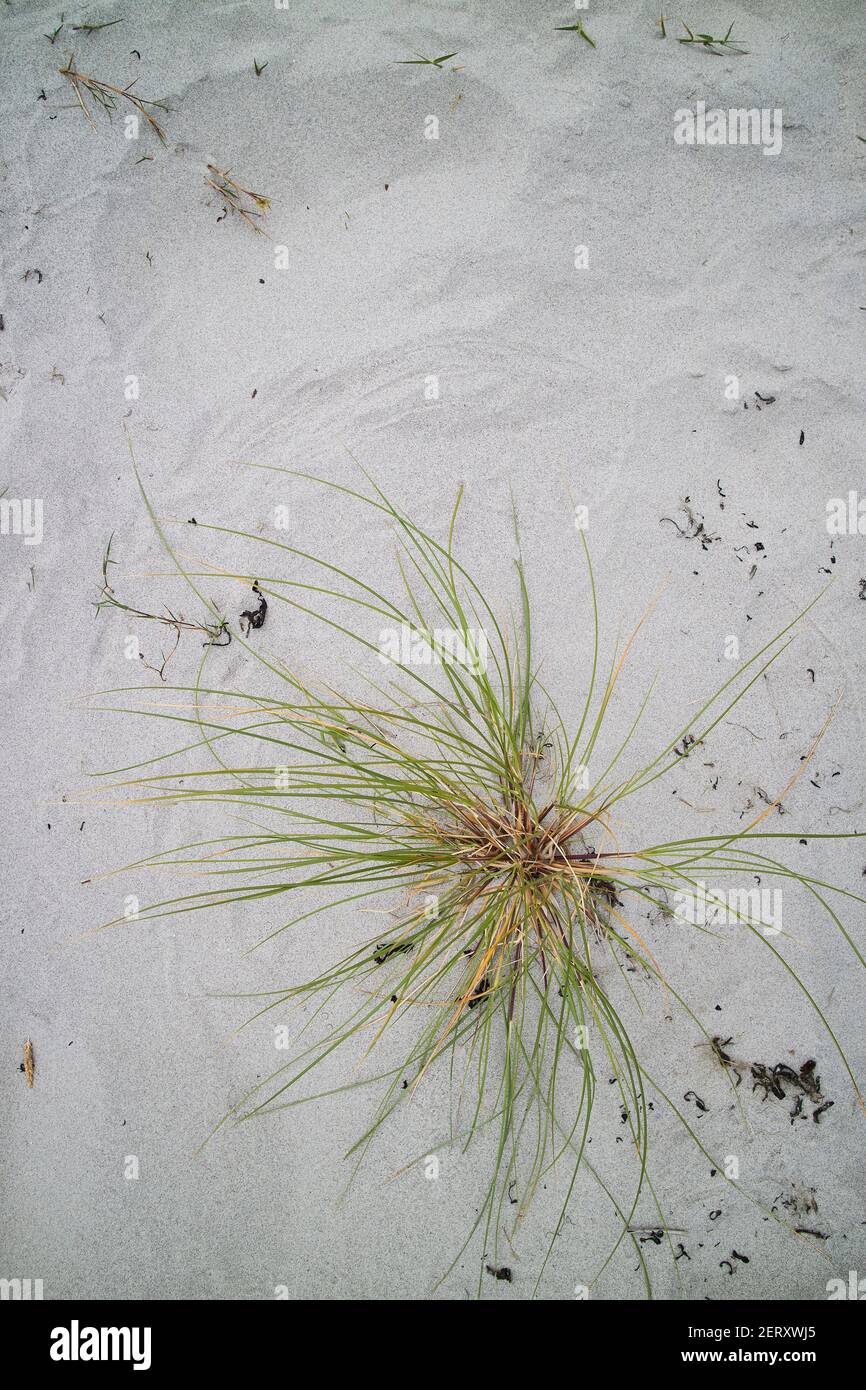 Green grass in the sand on the beach Stock Photo - Alamy
