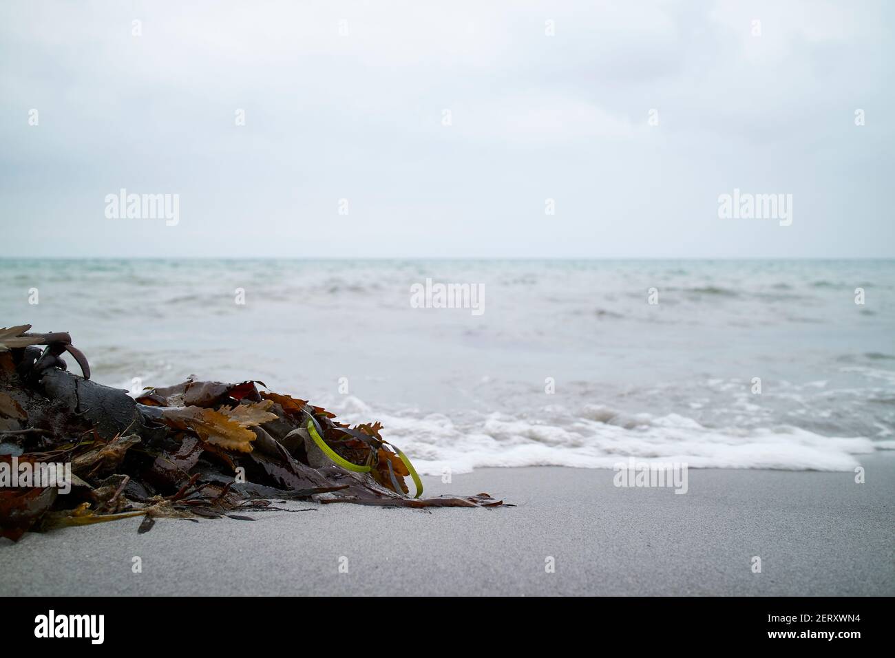 Closeup of a pile of seaweed laying on the beach Stock Photo - Alamy