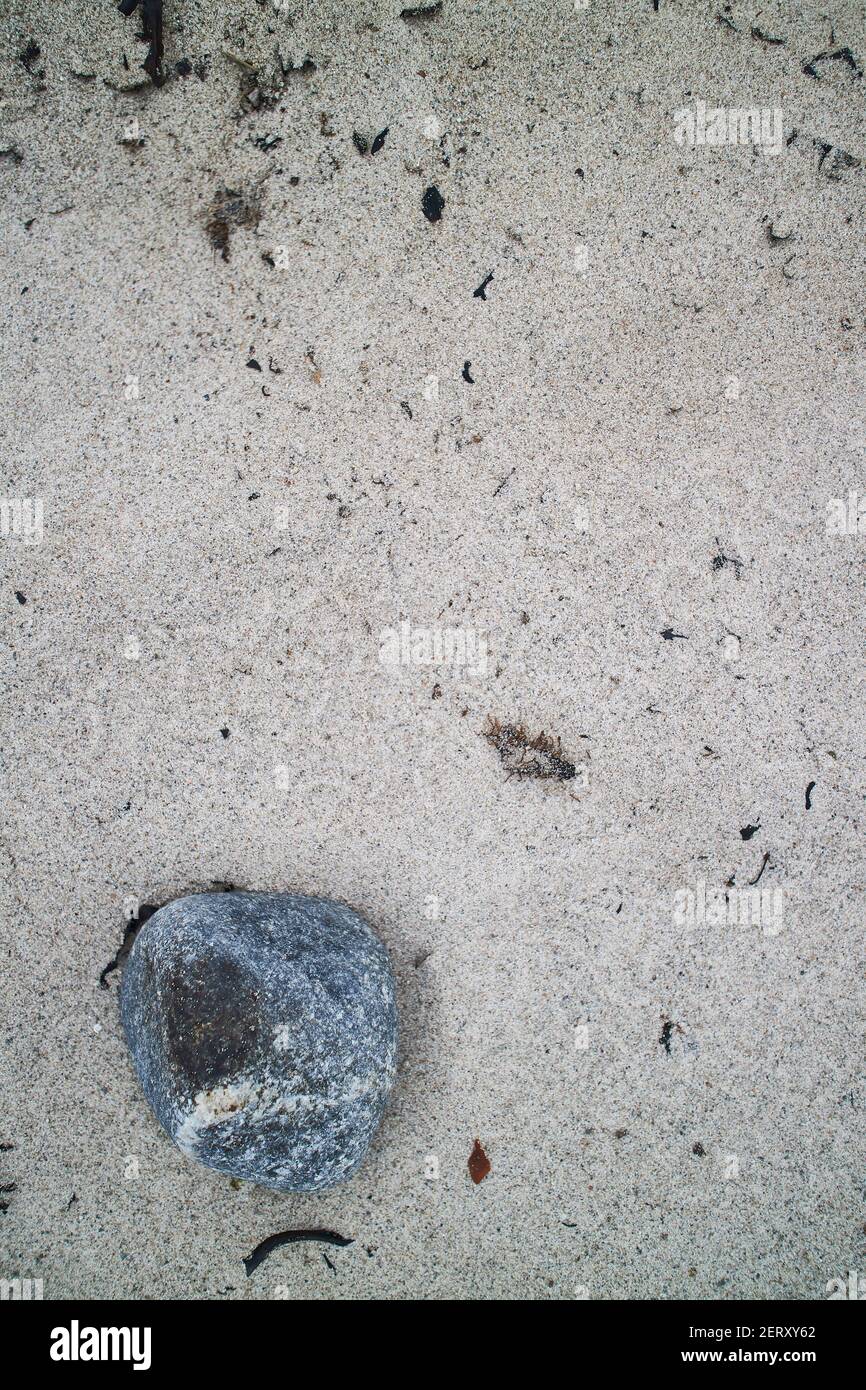 Shells and rocks in the sand on the beach Stock Photo - Alamy
