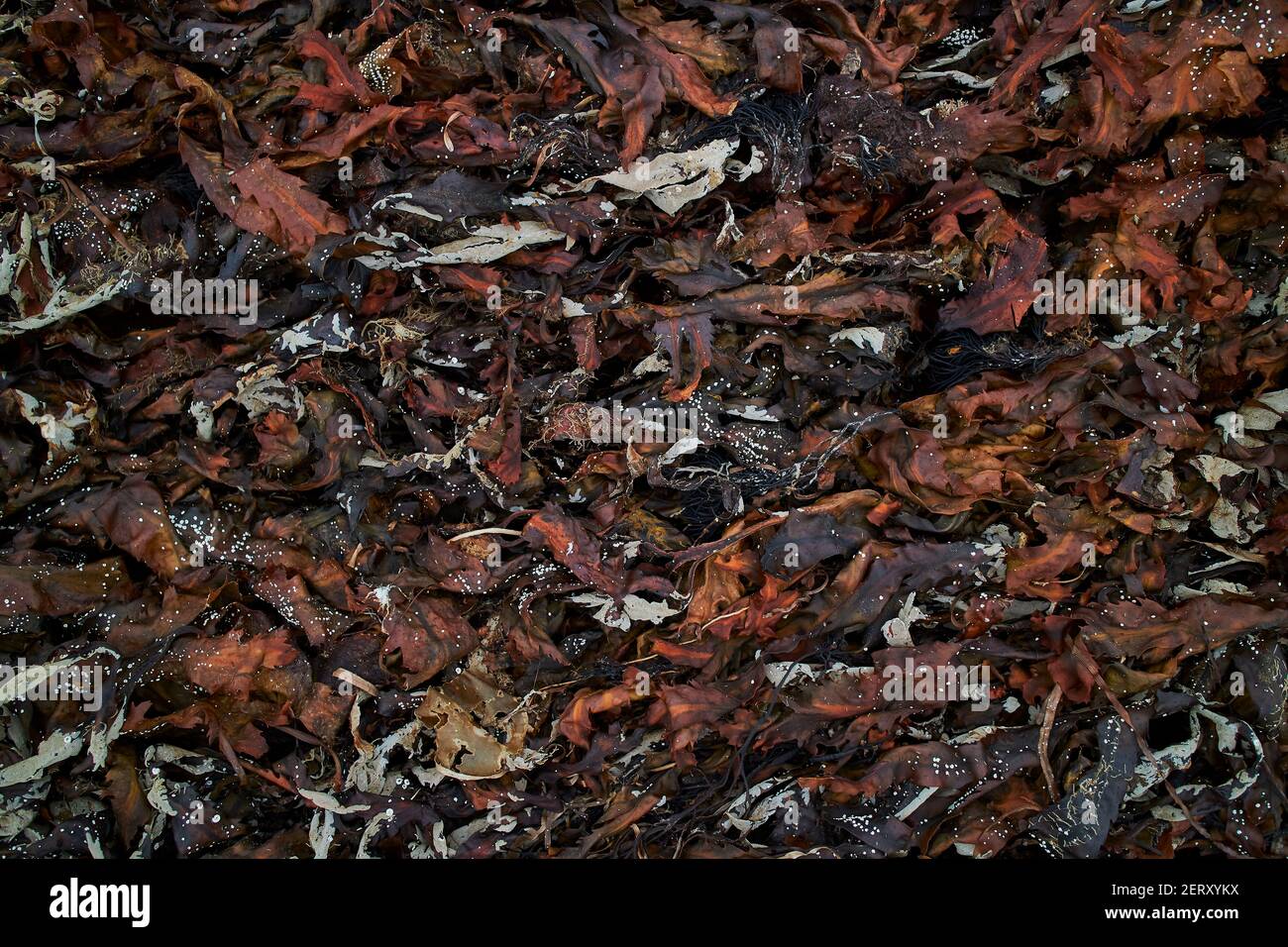 Closeup of red seaweed laying in the sand on the beach Stock Photo - Alamy