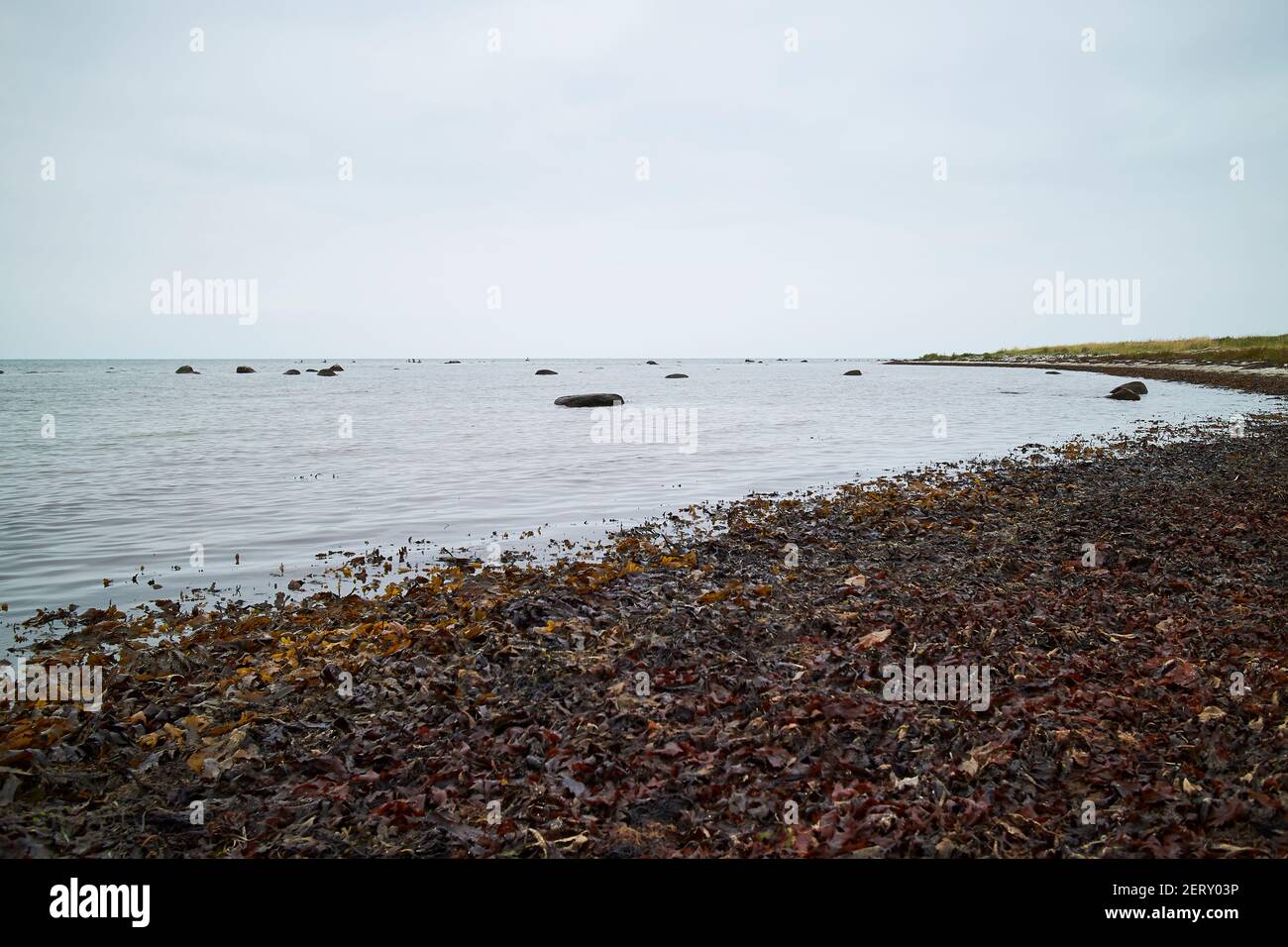 Closeup of red seaweed laying in the sand on the beach Stock Photo - Alamy
