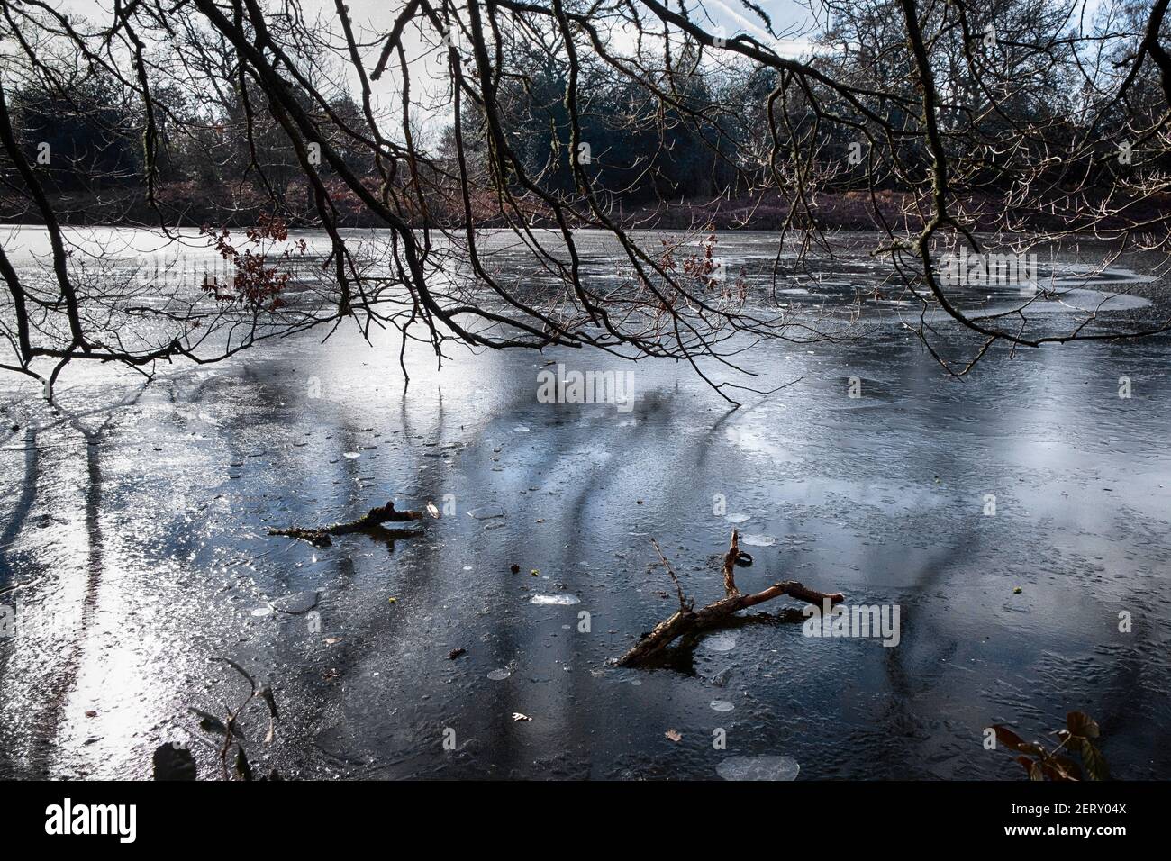 Branches hanging over a simi frozen lake Stock Photo - Alamy