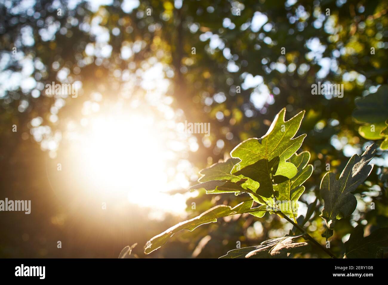 The sunlight hitting a leaf in a forest in Denmark Stock Photo - Alamy