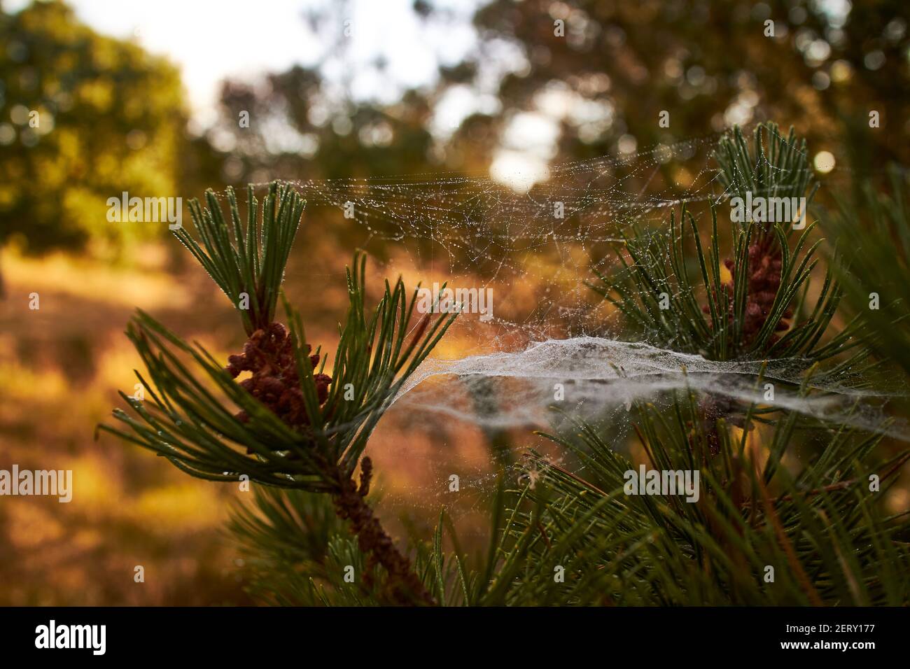Web around hi-res stock photography and images - Alamy