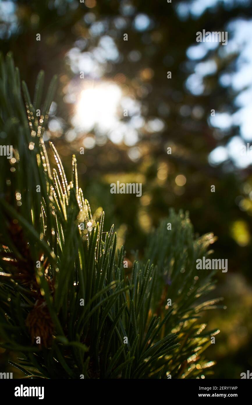 Sunlight hitting a pine branch with cones Stock Photo - Alamy