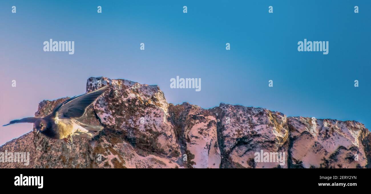 Birds take off the cliff At Dayllight Stock Photo - Alamy