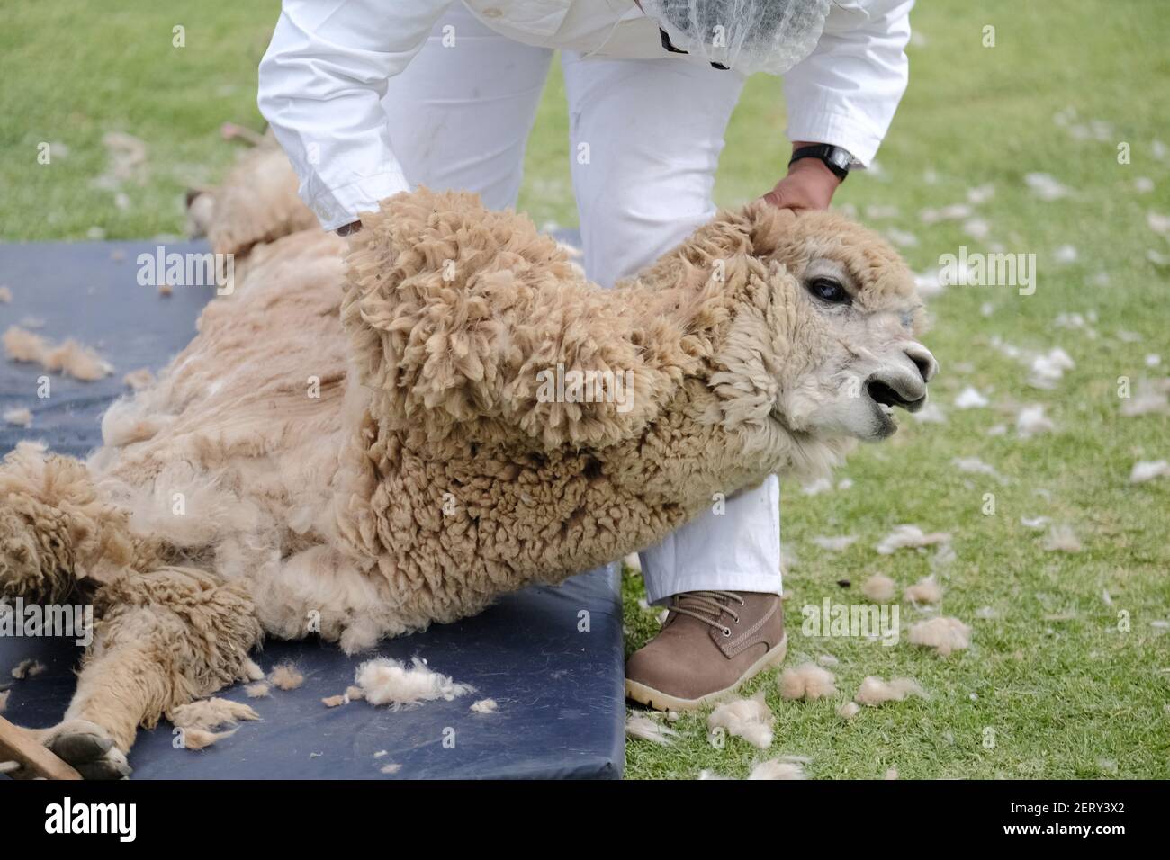 A shearer works on the neck of an alpaca during the International ...