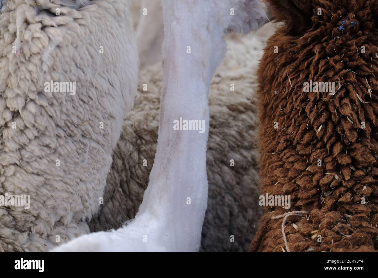 A sheared alpaca stands next to those yet to be sheared during intact ...